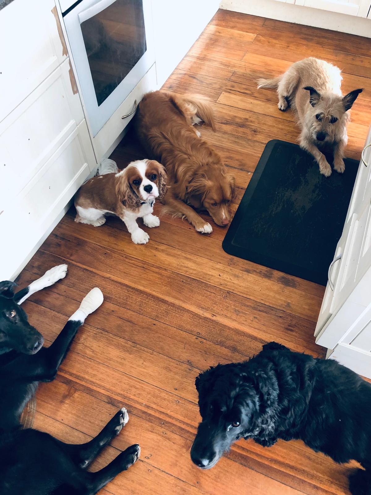 Time to chill | Camp Paws